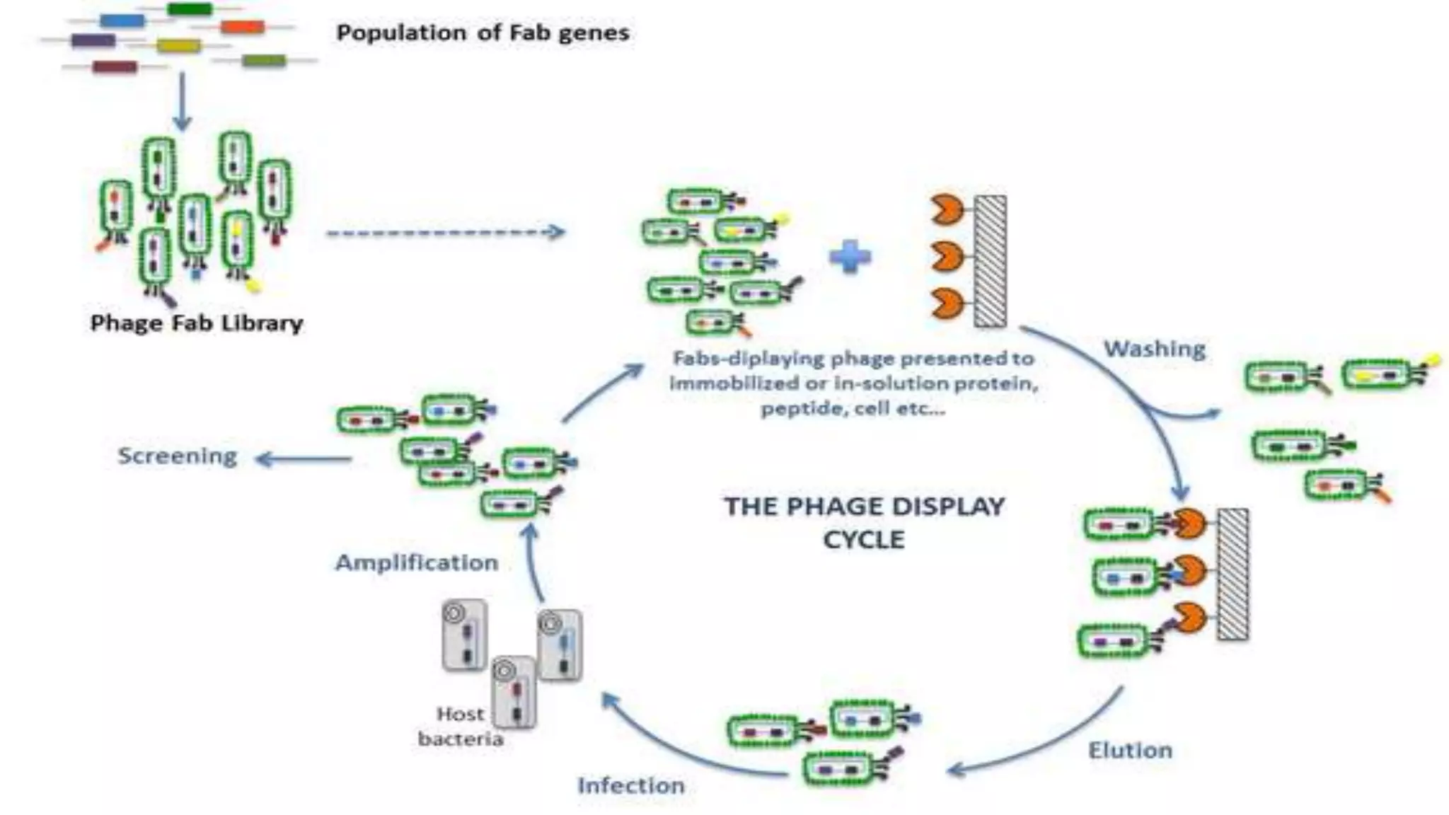 Antibody phage display technology | PPTX