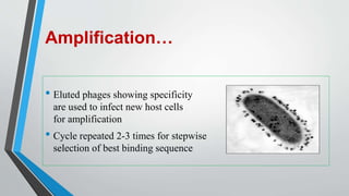 Antibody phage display technology | PPTX