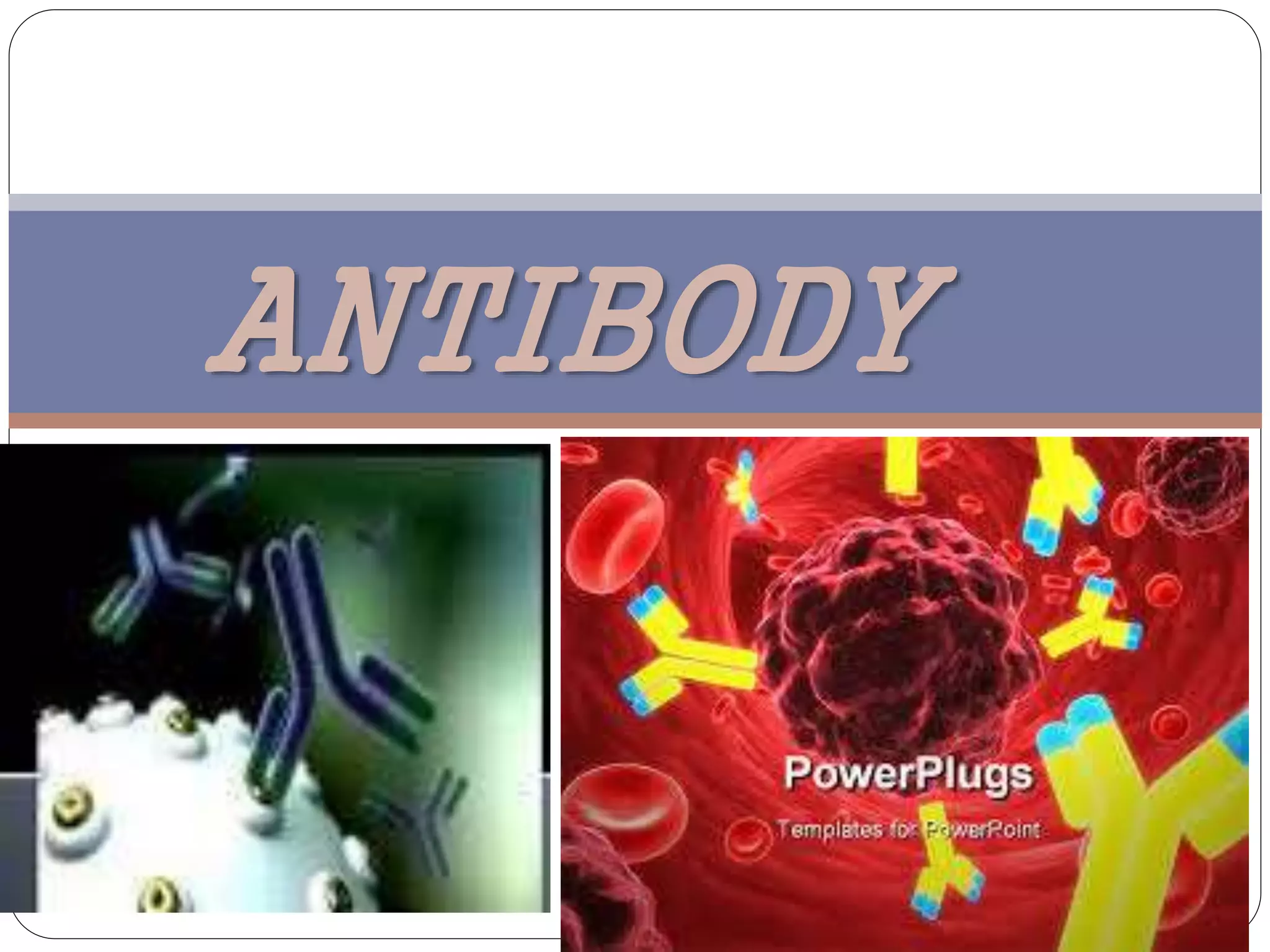 Antibodies | PPTX