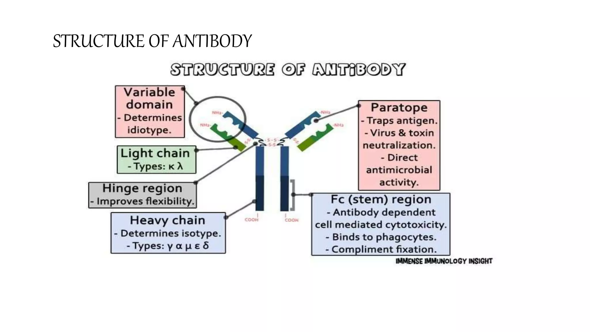 ANTIBODY | PPT