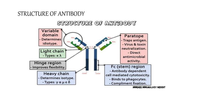 ANTIBODY | PPT