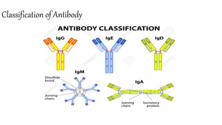 ANTIBODY | PPT