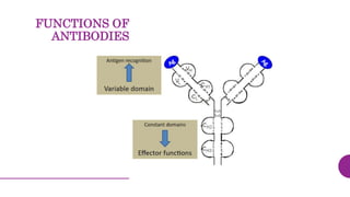 General structure of Antibody and its functions ppt | PPTX