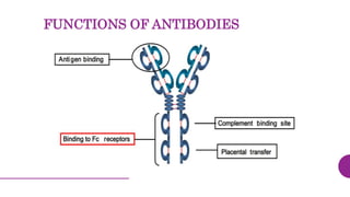 General structure of Antibody and its functions ppt | PPTX