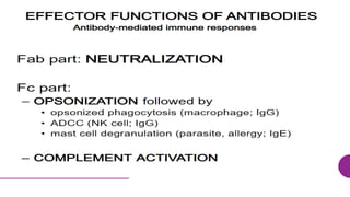 General structure of Antibody and its functions ppt | PPTX
