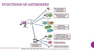 General structure of Antibody and its functions ppt | PPTX