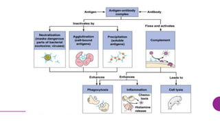 General structure of Antibody and its functions ppt | PPTX