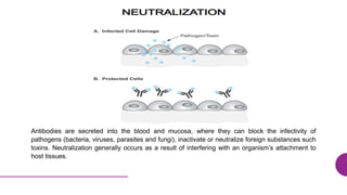 General structure of Antibody and its functions ppt | PPTX