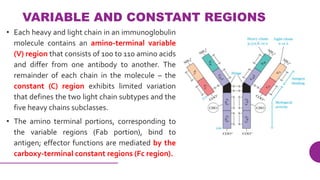 General structure of Antibody and its functions ppt | PPTX