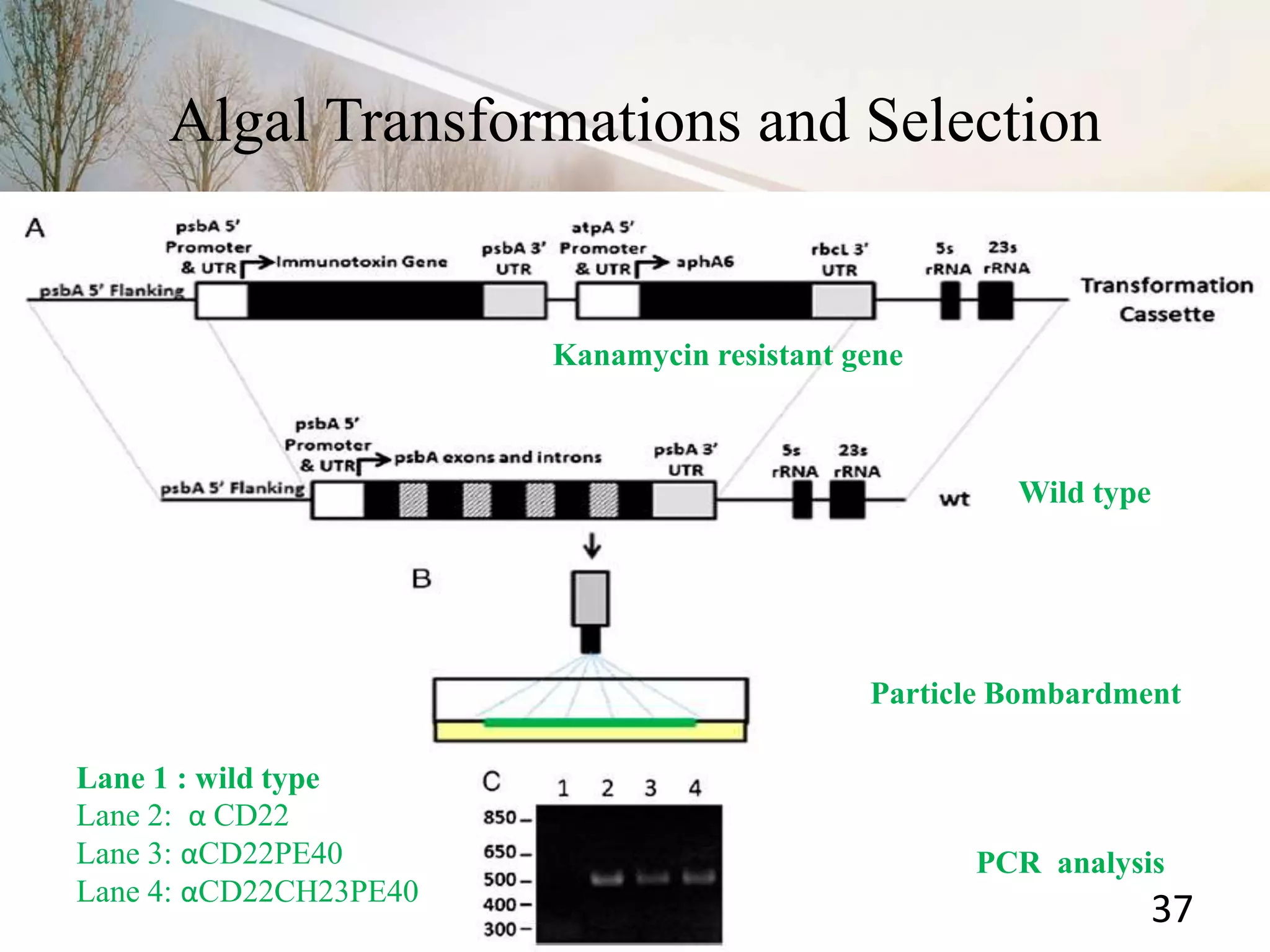 Antibody production in plants and green algae | PPTX