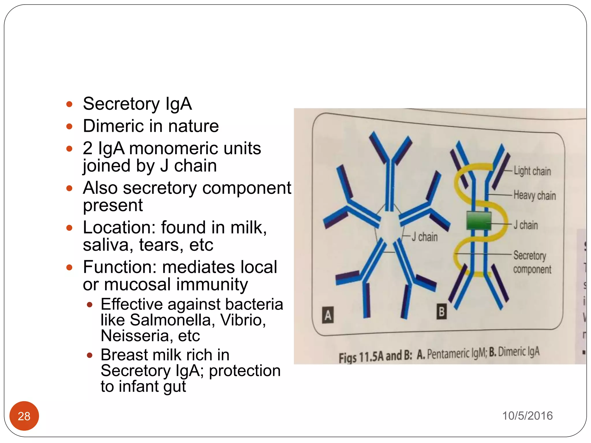 Antibody | PPTX