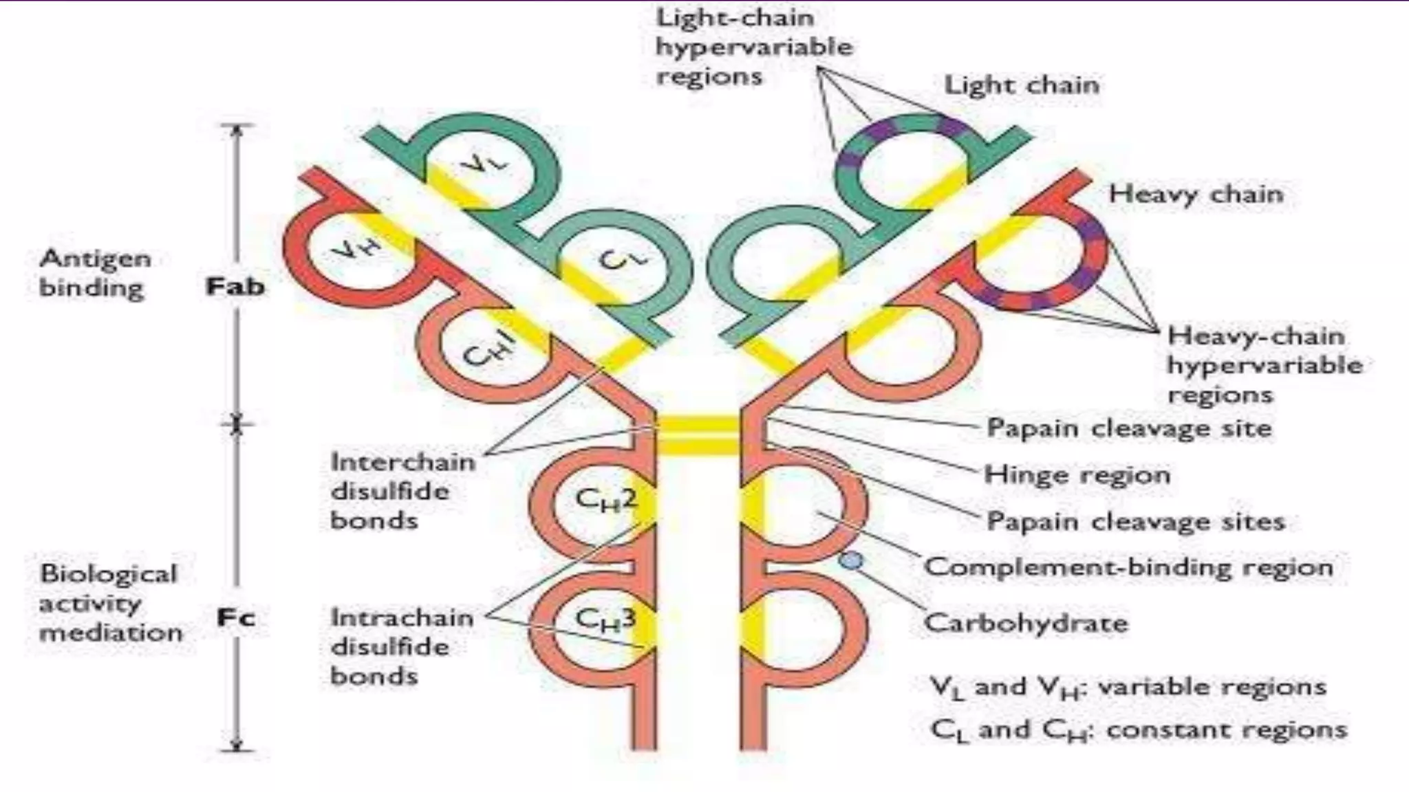 Antibody structure , functions and classification | PPTX