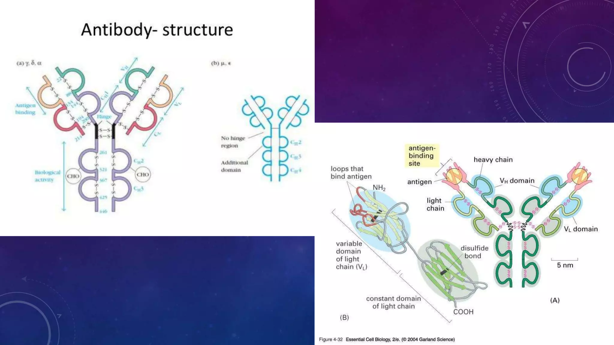 Antibody structure , functions and classification | PPTX