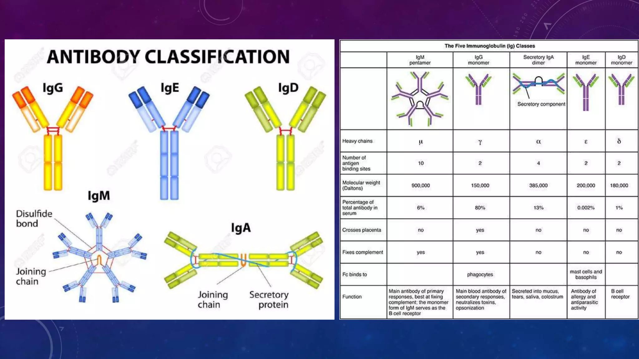 Antibody structure , functions and classification | PPTX
