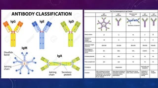 Antibody structure , functions and classification | PPTX