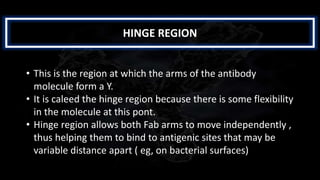 Antibody Structure | PPT