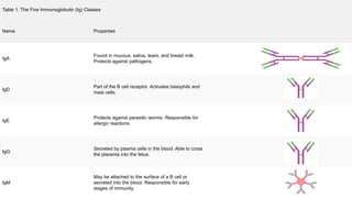 Antibody Structure | PPT