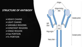 Antibody Structure | PPT