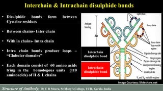 Antibody structure dr meera | PPT