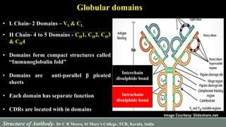 Antibody structure dr meera | PPT