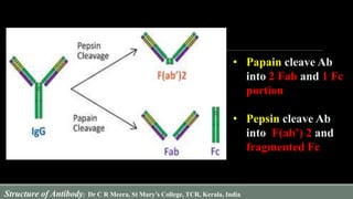 Antibody structure dr meera | PPT