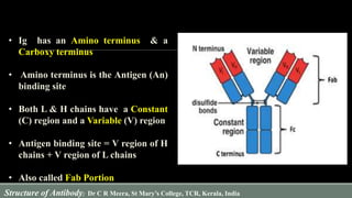 Antibody structure dr meera | PPT