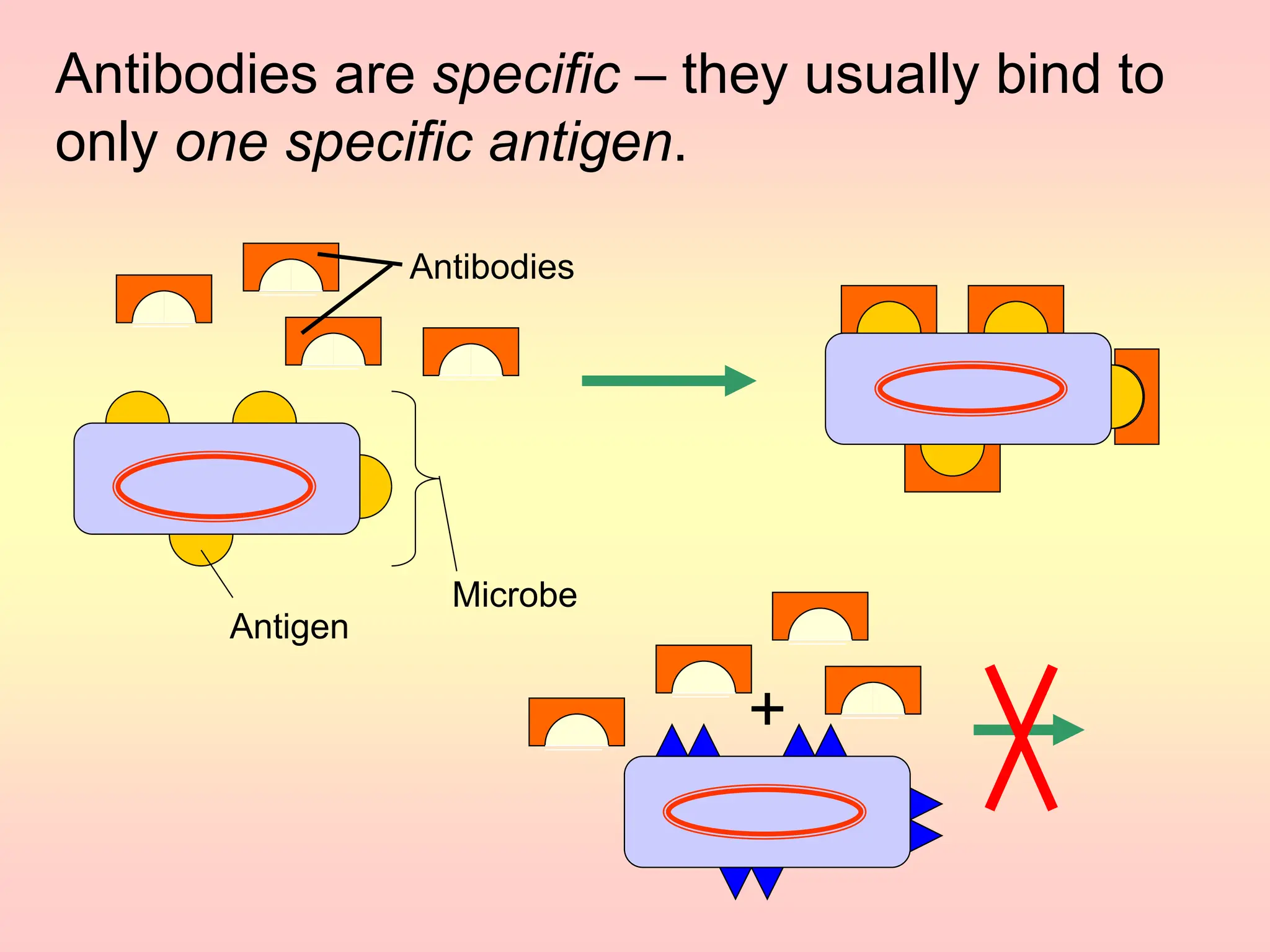 ANTIBODY STRUCTURE AND FUNCTION-2022.ppt