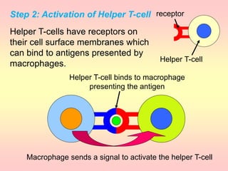 ANTIBODY STRUCTURE AND FUNCTION-2022.ppt
