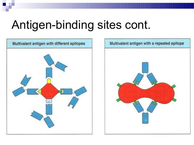 Antibody structure and the generation of b cell