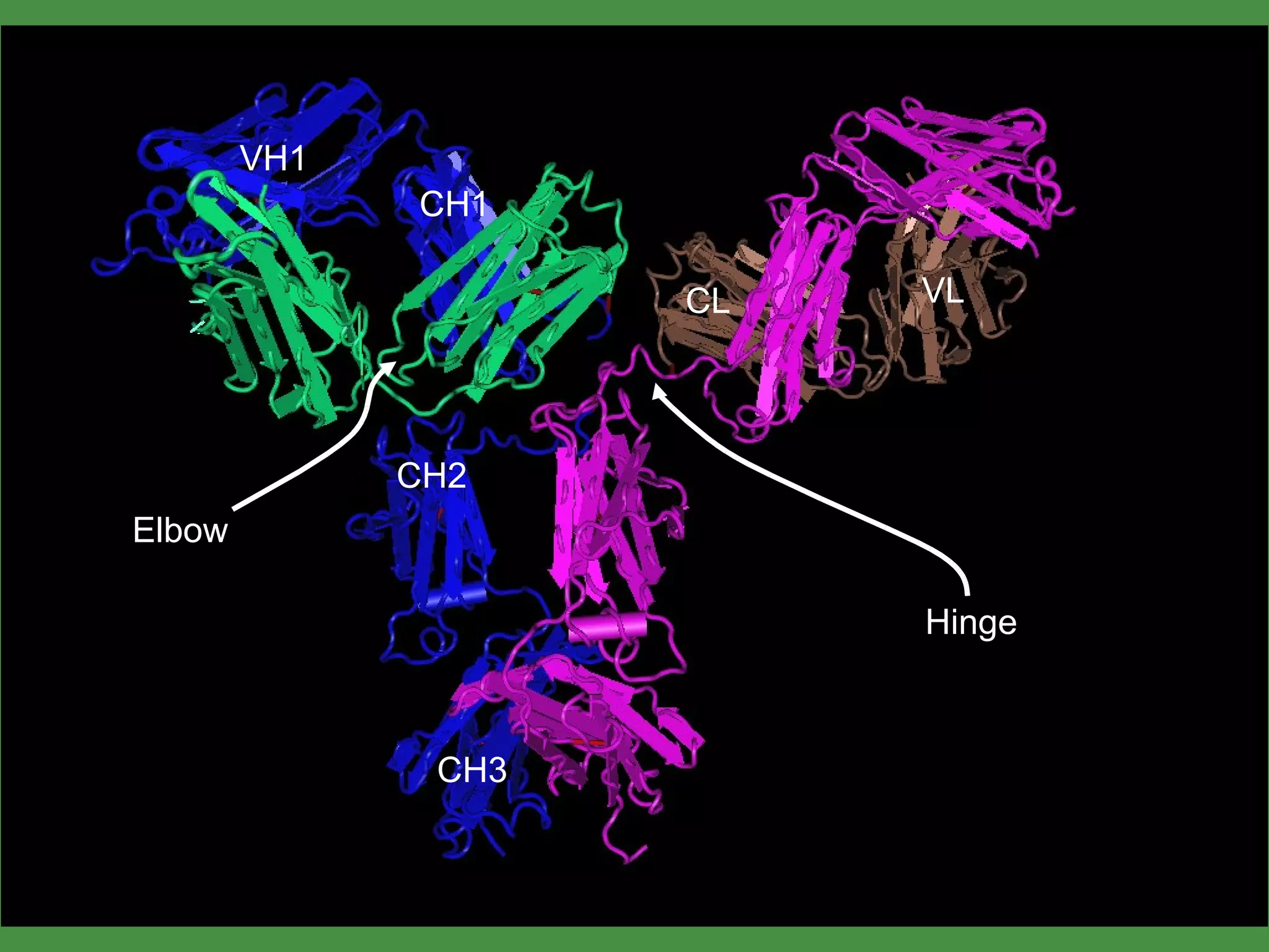 Antibody Structure & Function | PPT