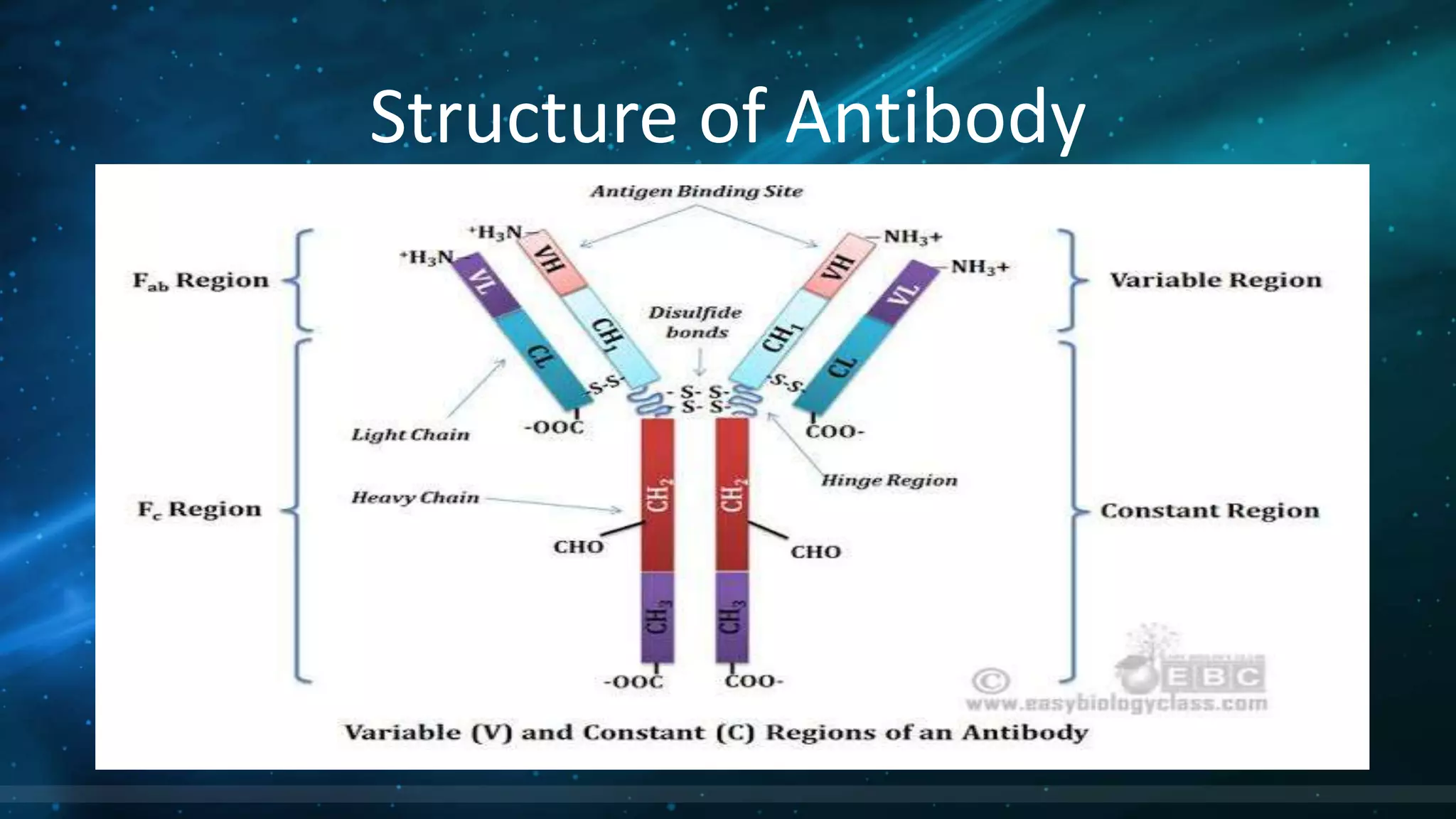 Antibody (immunoglobulin) structures and types | PPTX