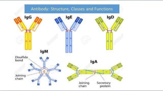 Antibody (immunoglobulin) structures and types | PPTX