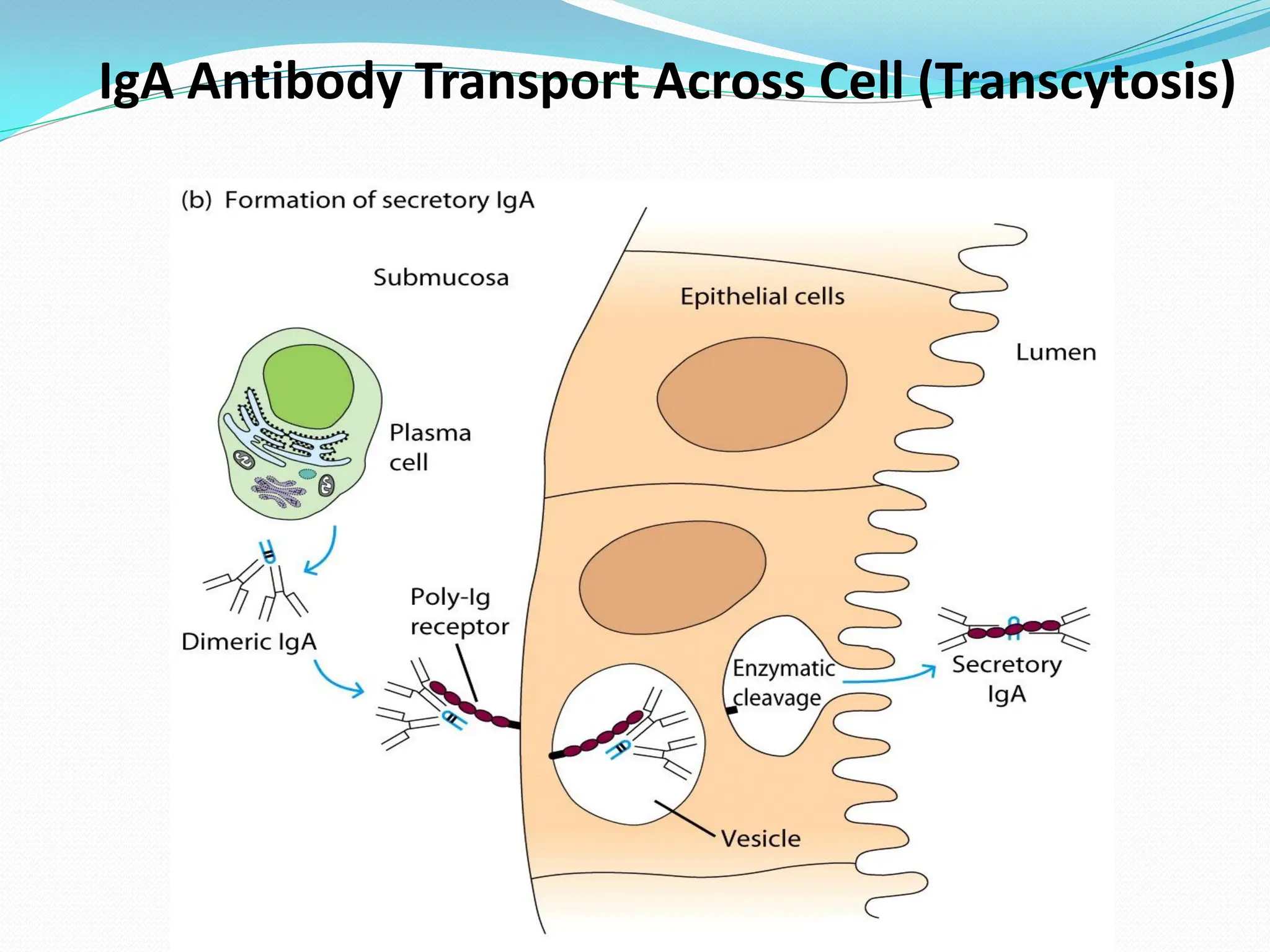 Antibody structure, types and function.pdf