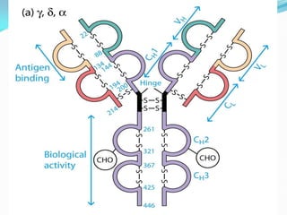 Antibody structure, types and function.pdf