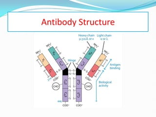 Antibody structure, types and function.pdf