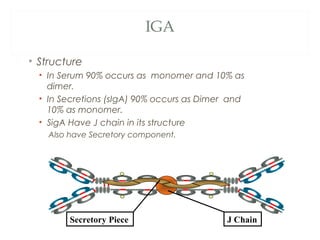 Antiboy or immunoglobulin | PPT