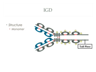 Antiboy or immunoglobulin | PPT