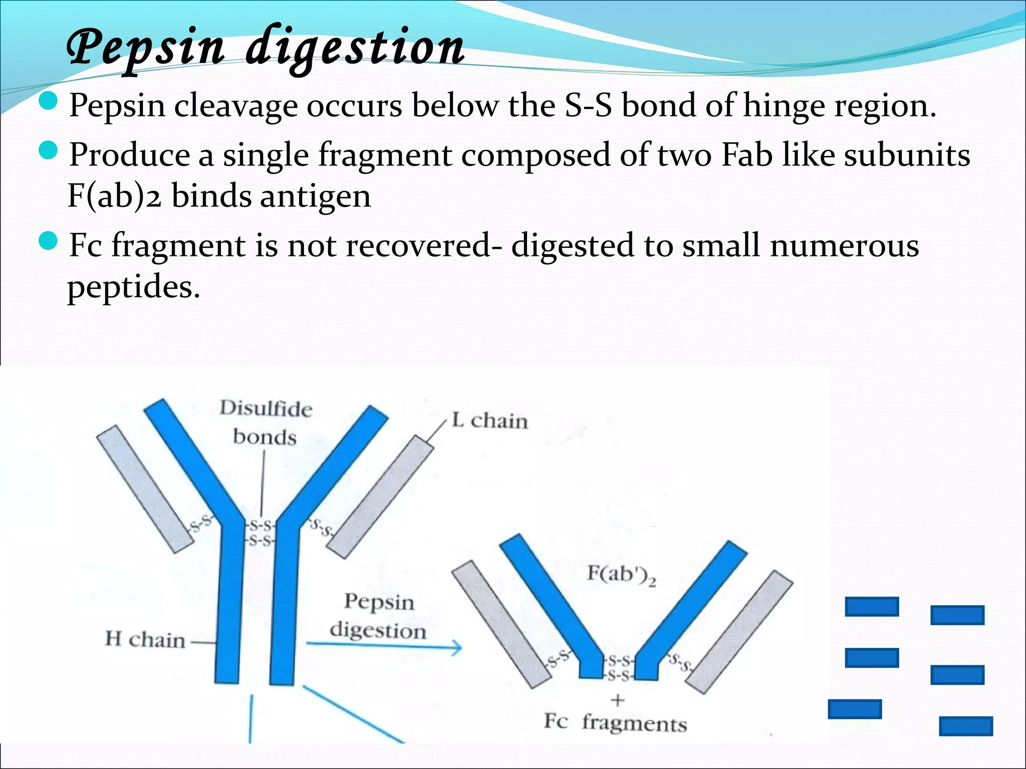 Antiboy- Structure and Function | PPT