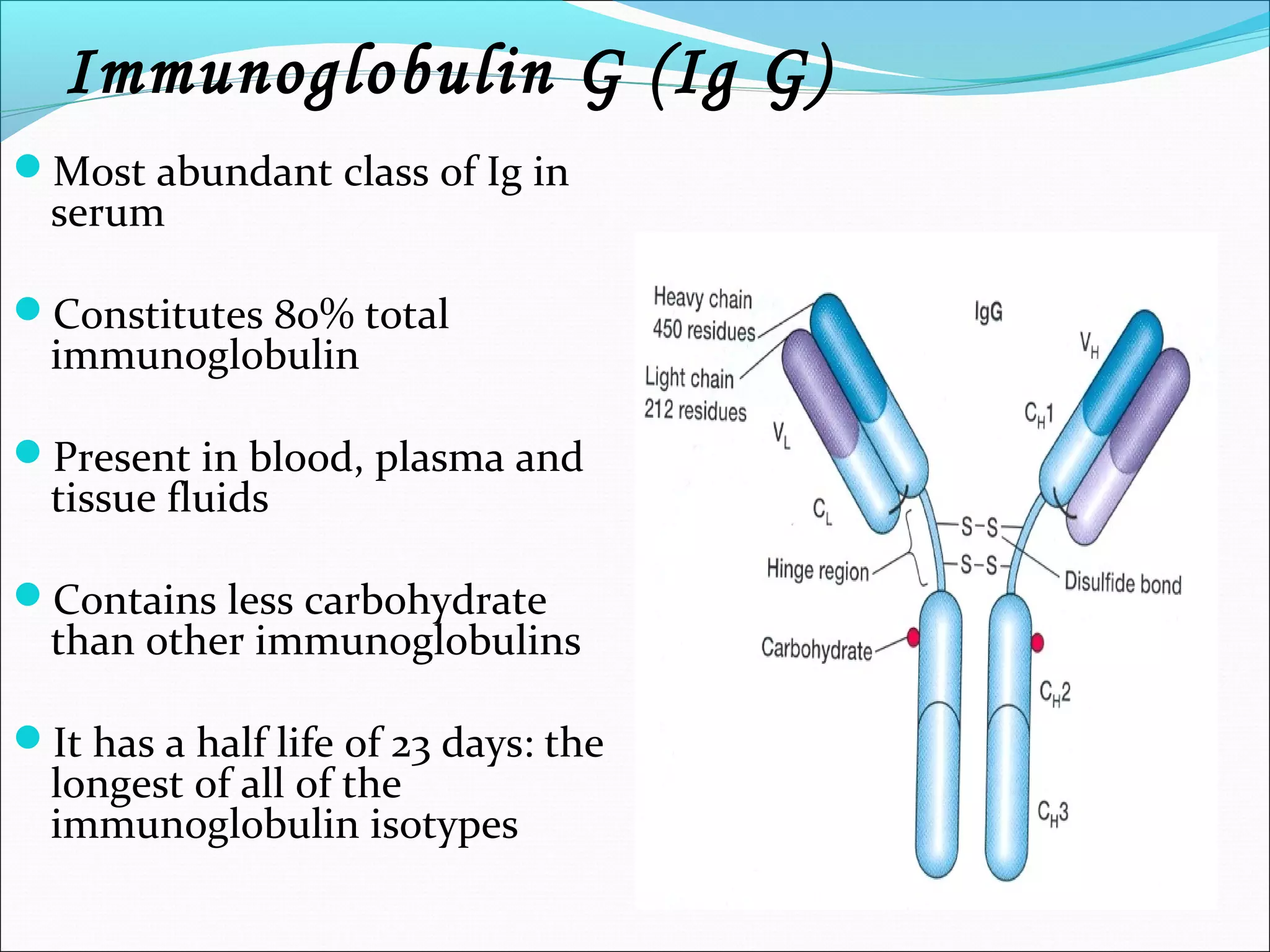 Antiboy- Structure and Function | PPT