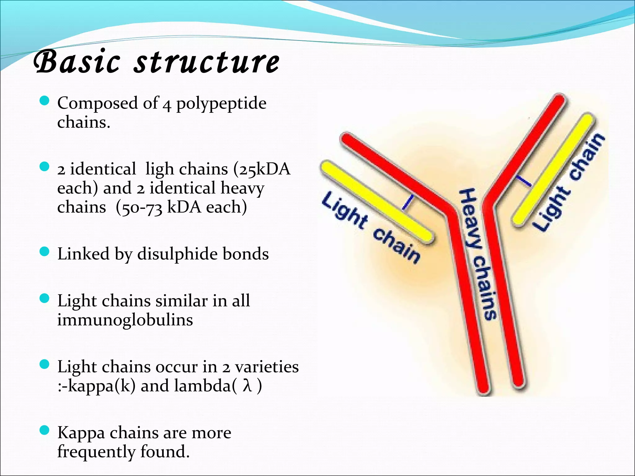 Antiboy- Structure and Function | PPT