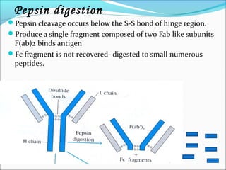 Antiboy- Structure and Function | PPT