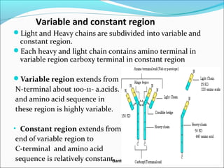 Antiboy- Structure and Function | PPT