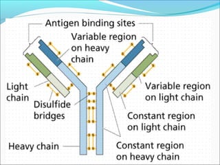 Antibody Structure