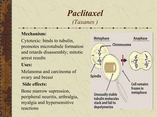 Anticancer ppt of pharmacology b pharmacy | PPT