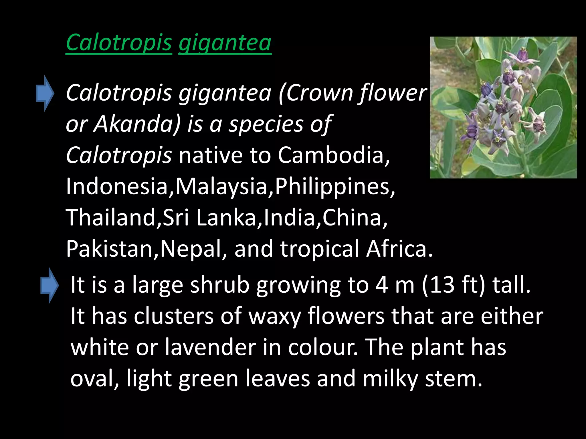 Anti cancer activity of medicinal plant | PPTX