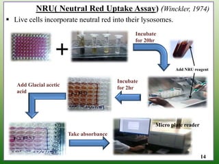 Anticancer activity of withania somnifera on h ep 2 cell | PPTX ...