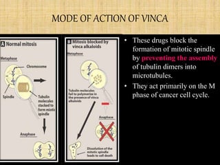 Anticancer drug from plant | PPTX