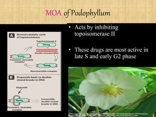 Anticancer drug from plant | PPTX