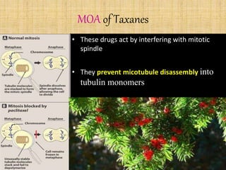 Anticancer drug from plant | PPTX