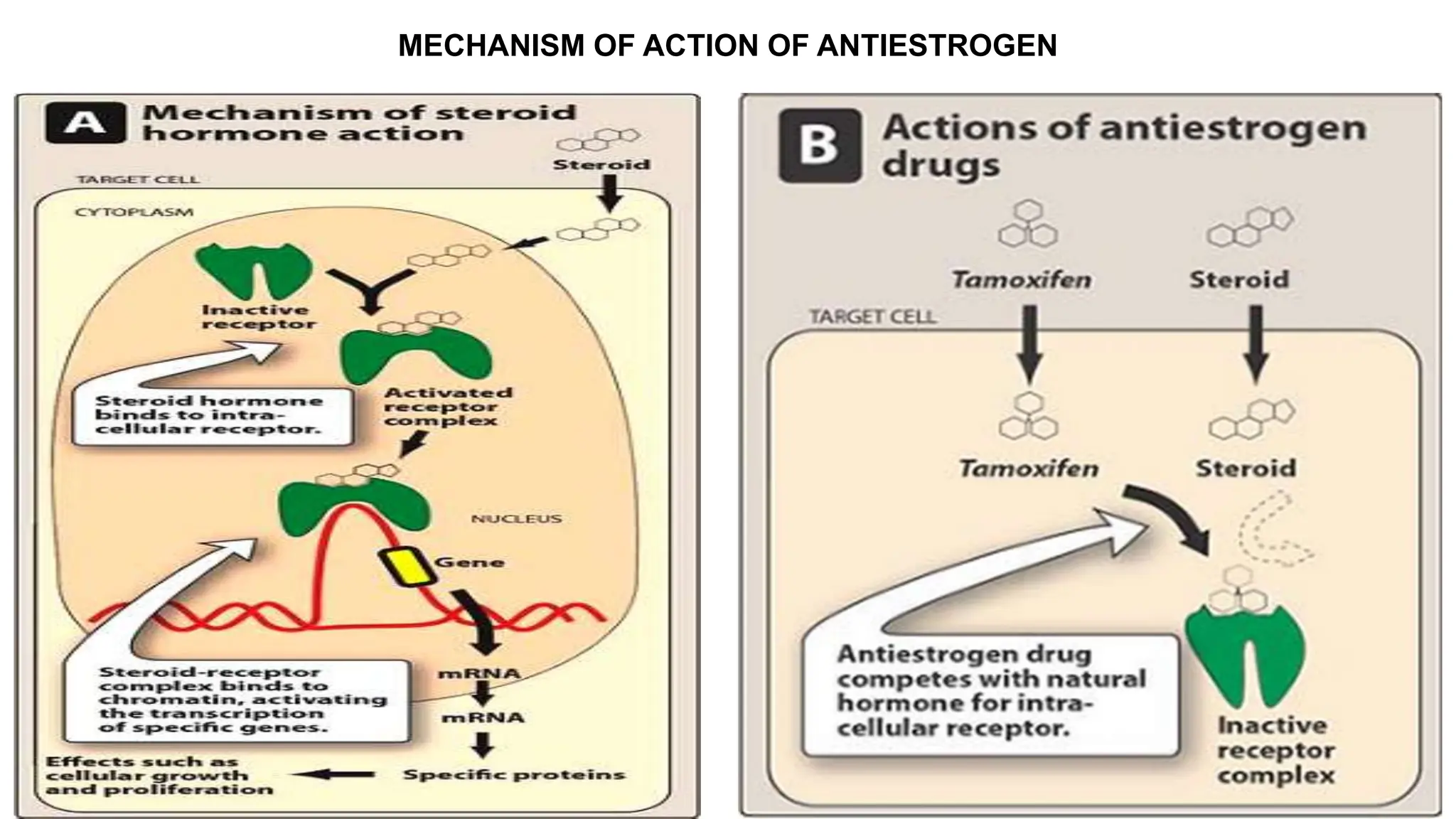 Anti Cancer Drugs.pptx
